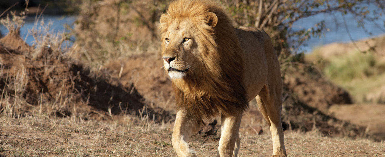 African Cats Gallery Disneynature