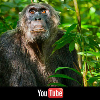 Characters | Disneynature