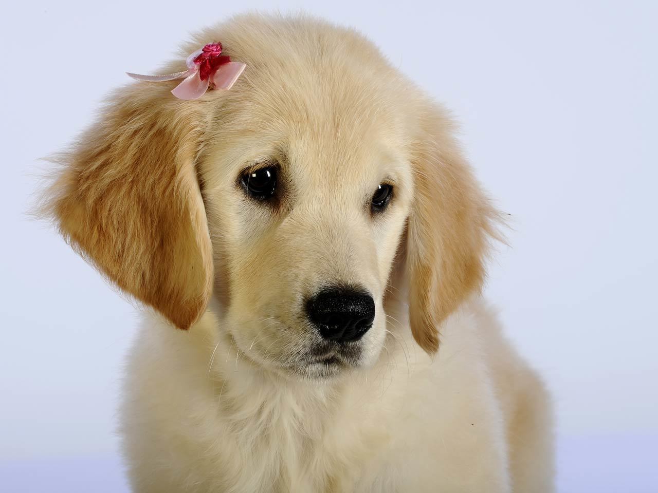 Rosebud | Characters | Disney Buddies