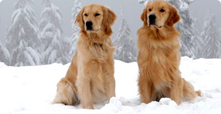 Snow Buddies Gallery | Disney Buddies